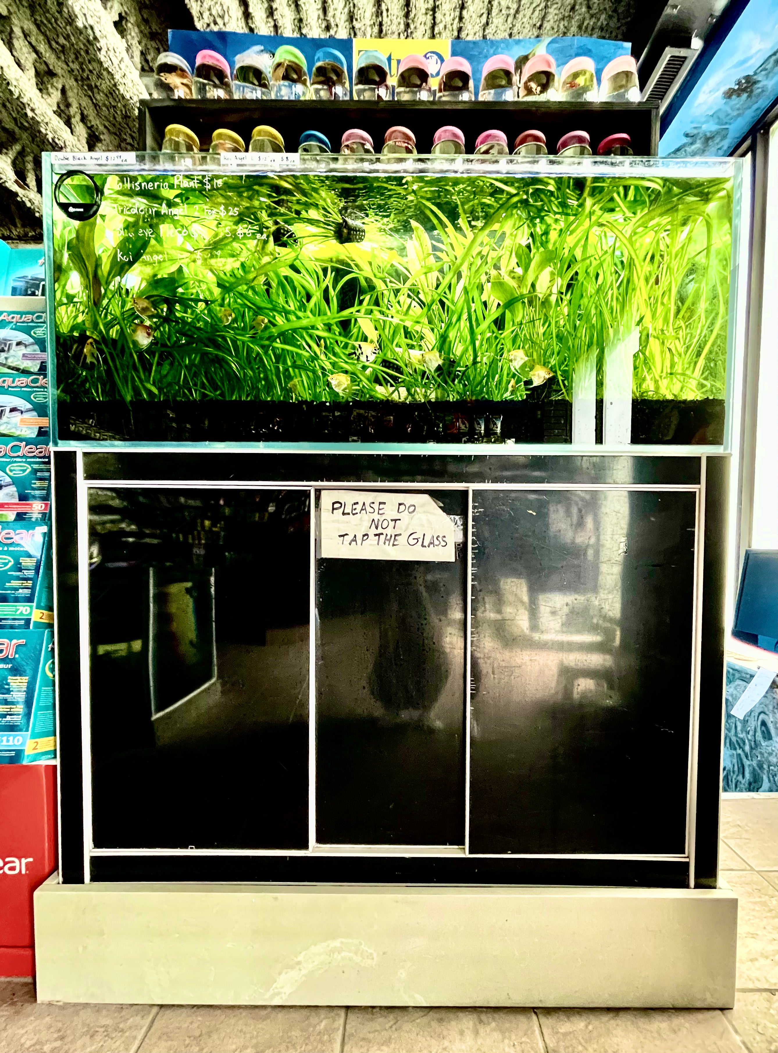 Beginner's Guide to Setting up a Fish Tank – Mississauga Aquarium