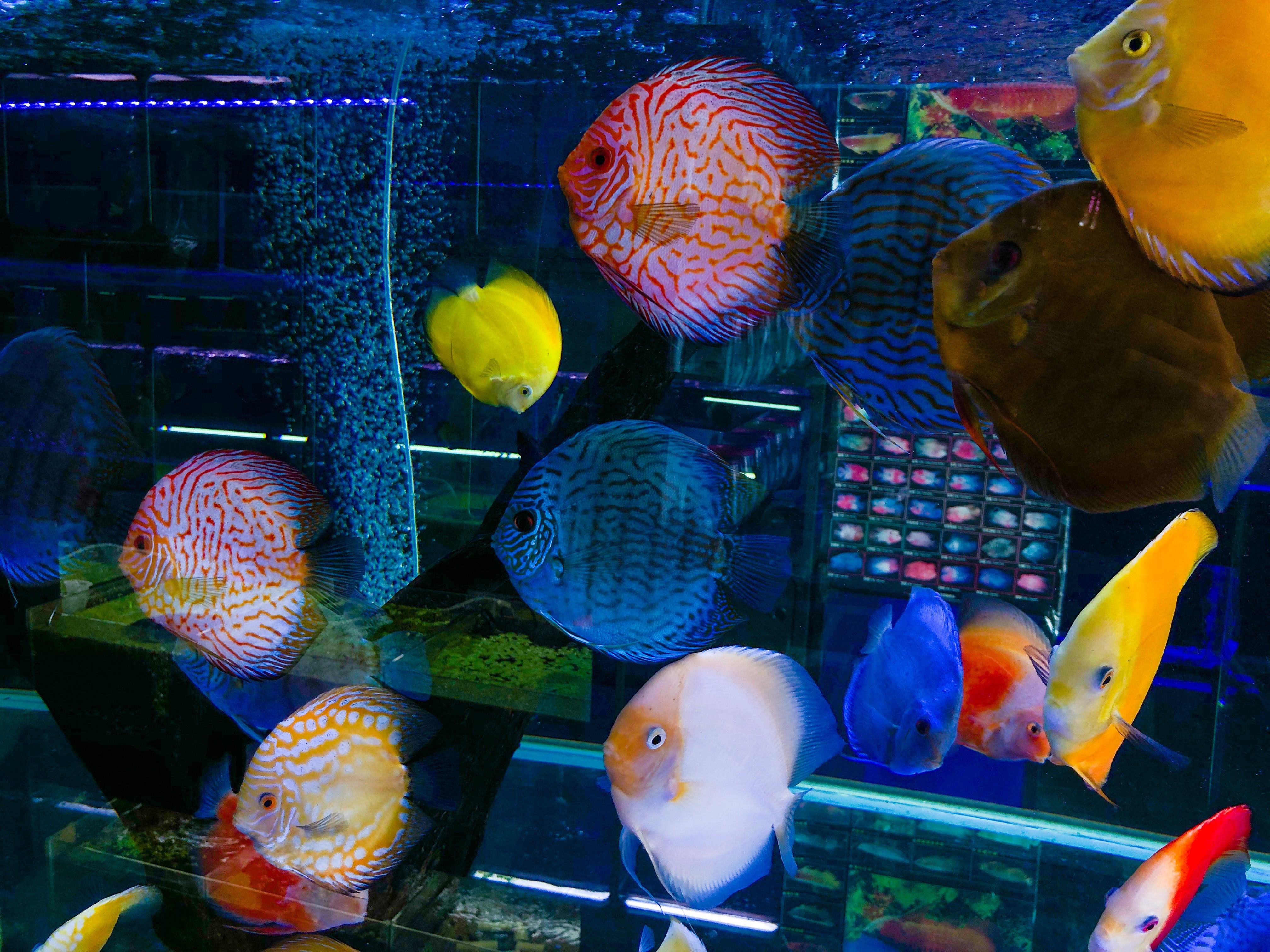 Guide to Discus – Mississauga Aquarium