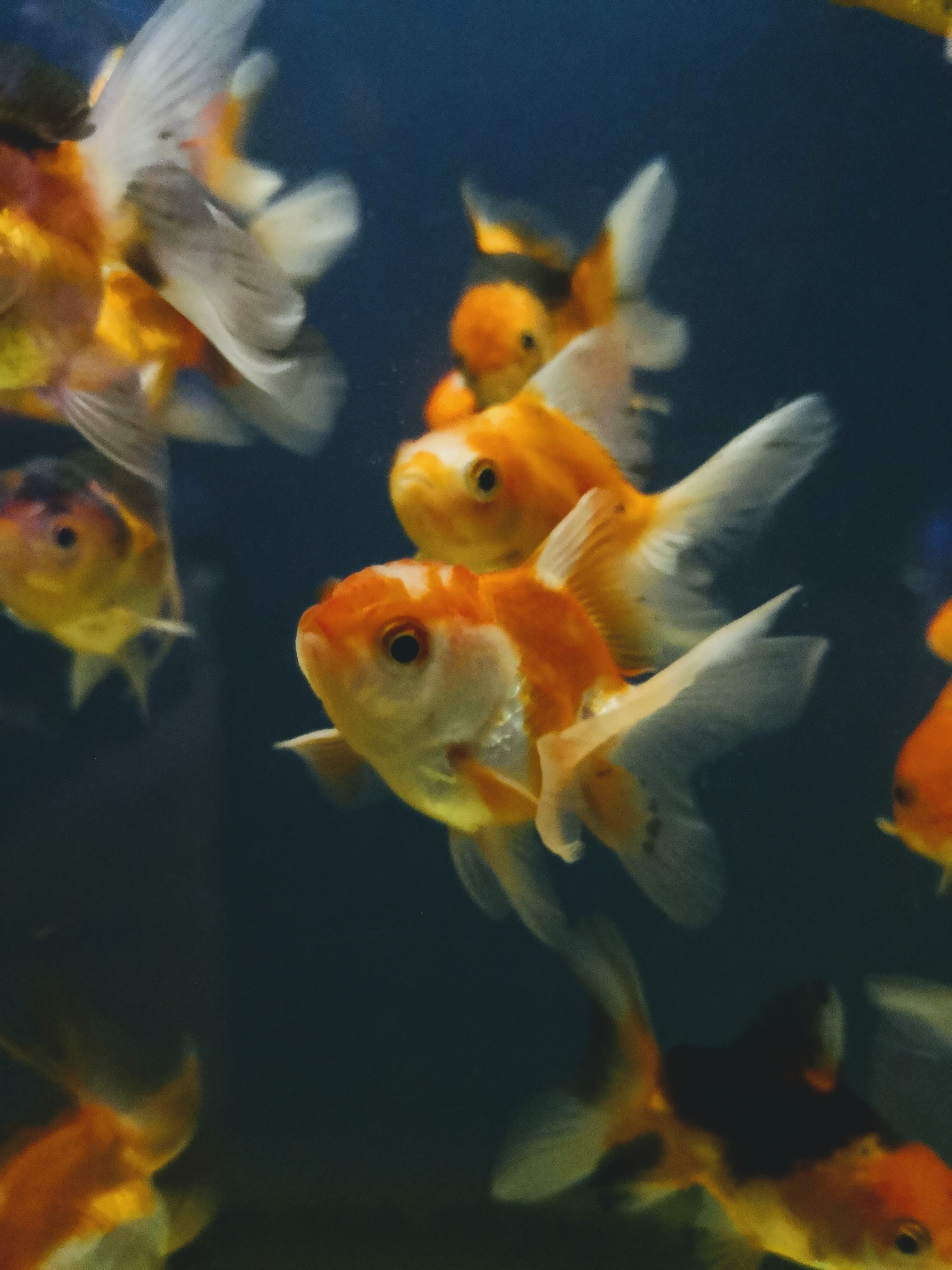 Guide to Goldfish – Mississauga Aquarium
