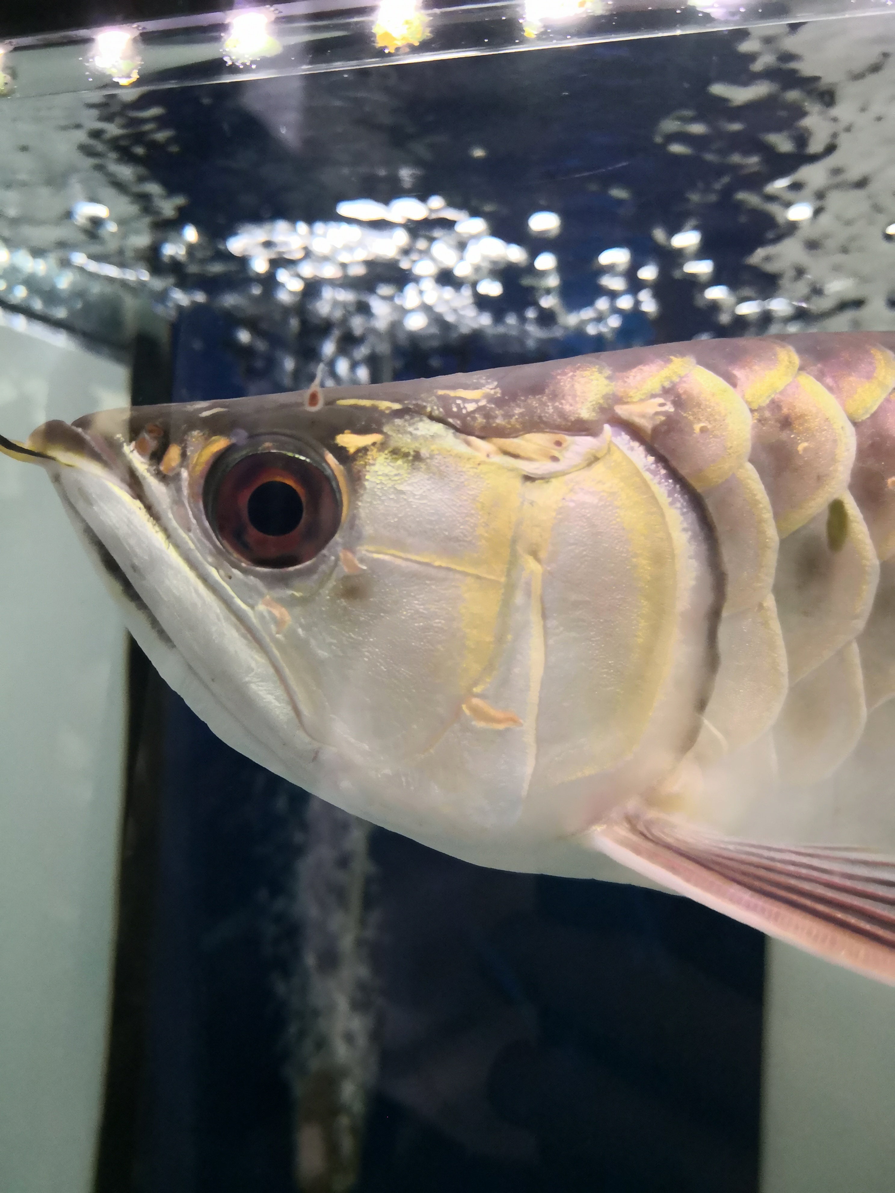 Guide to Arowana – Mississauga Aquarium