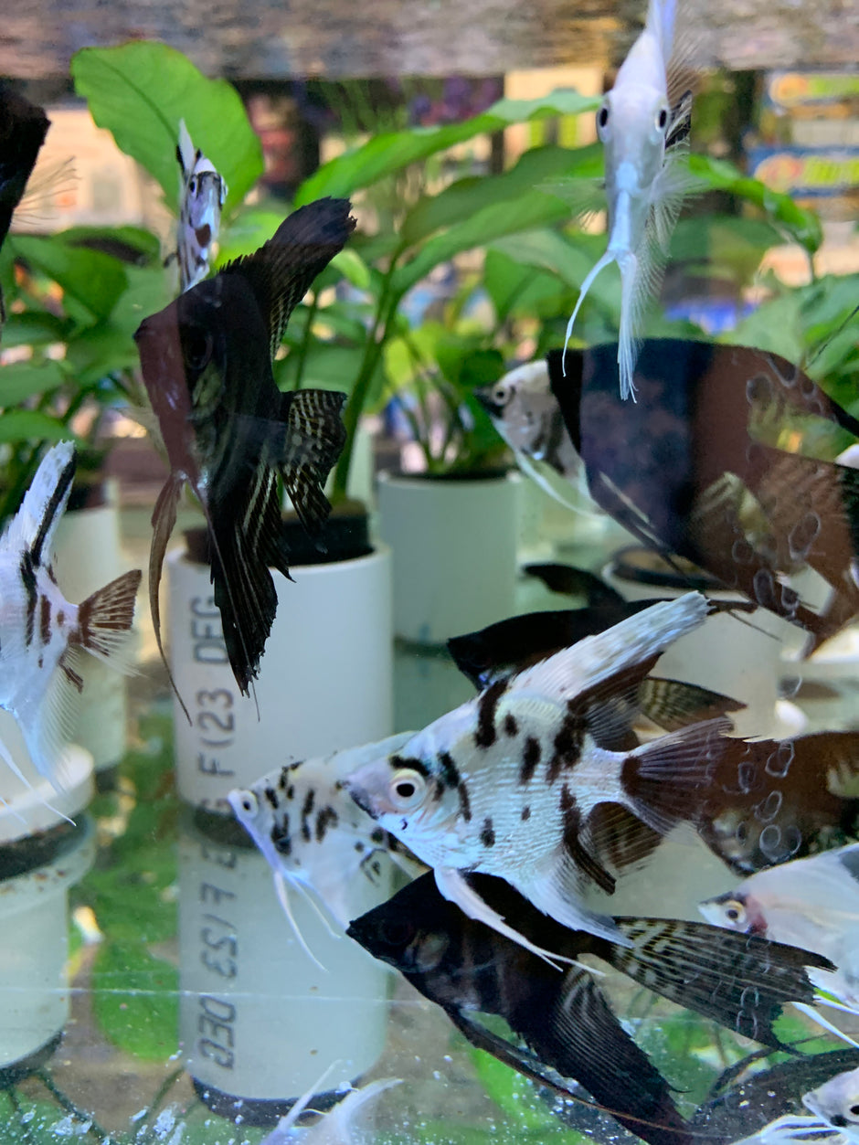 Angelfish - Mississauga Aquarium