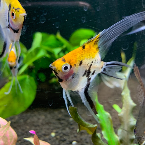 Tri Color koi Angelfish – Mississauga Aquarium