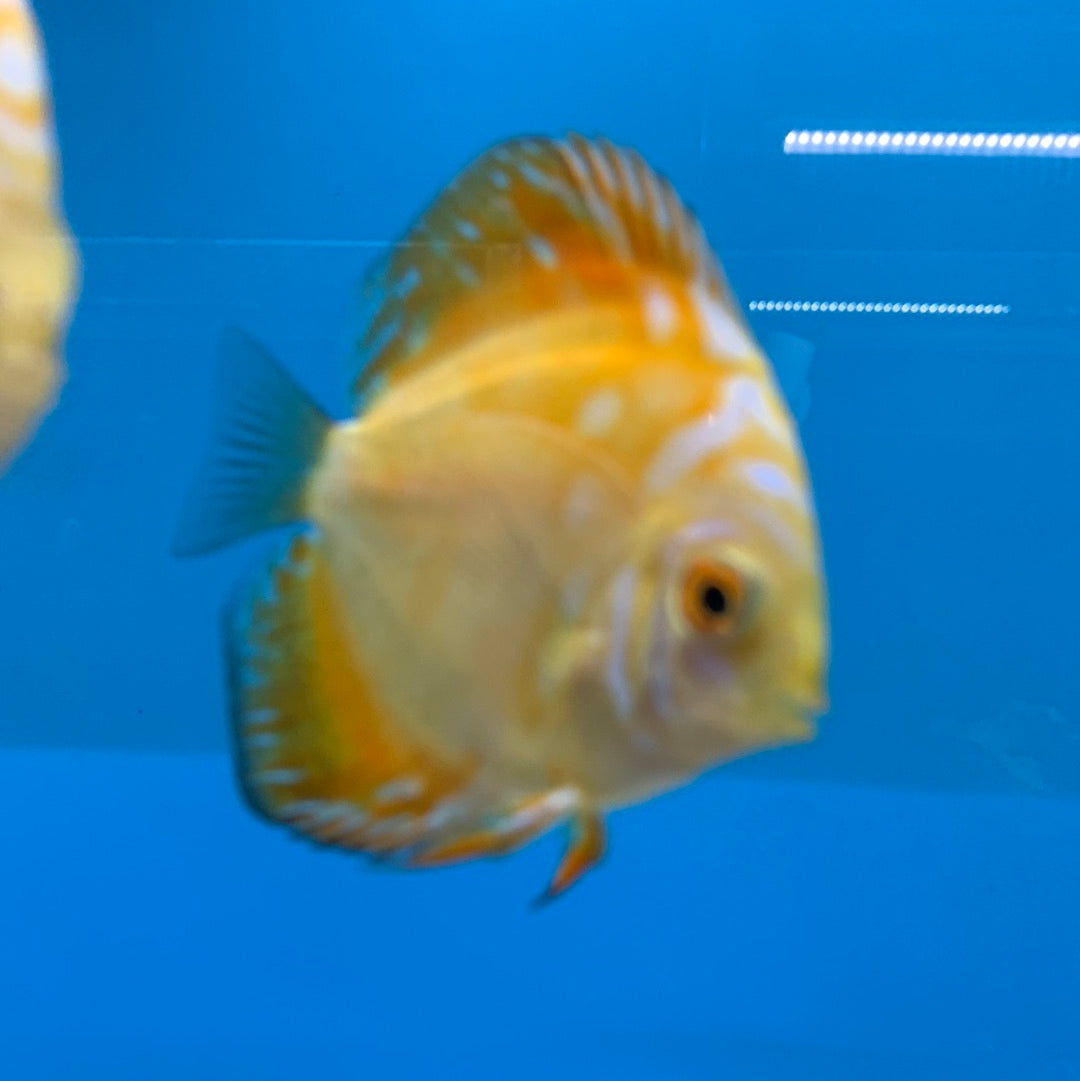 Yellow Marlboro Discus – Mississauga Aquarium
