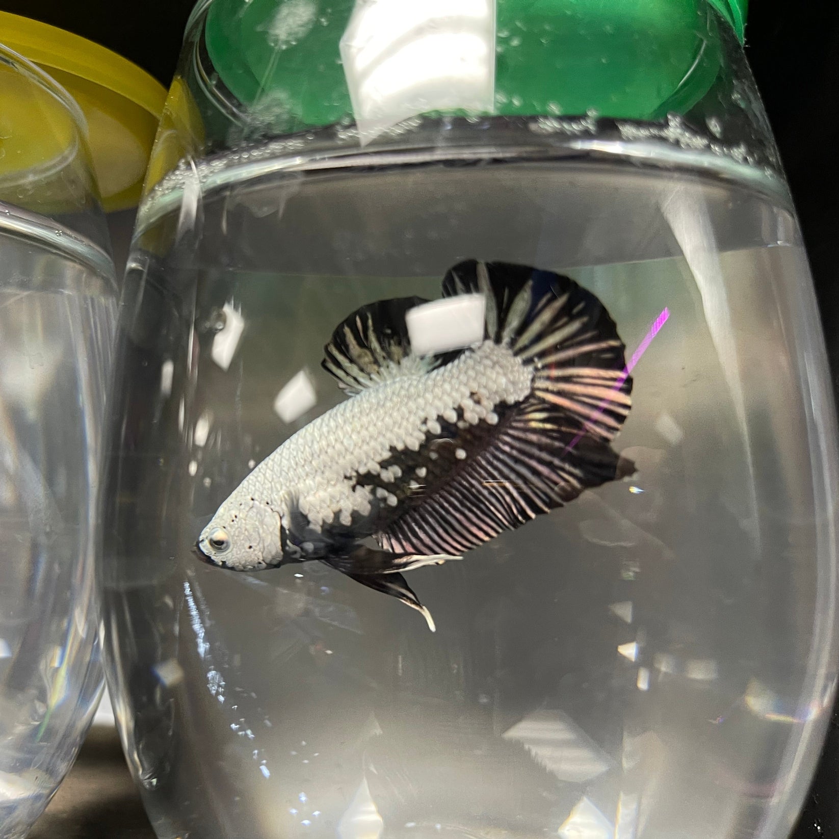 Black Samurai Betta Fish Male – Mississauga Aquarium