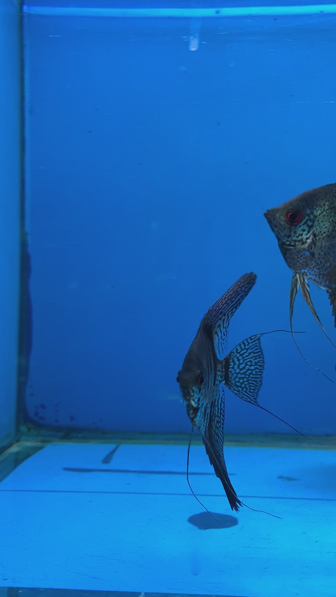 Blue Leopard Angelfish – Mississauga Aquarium