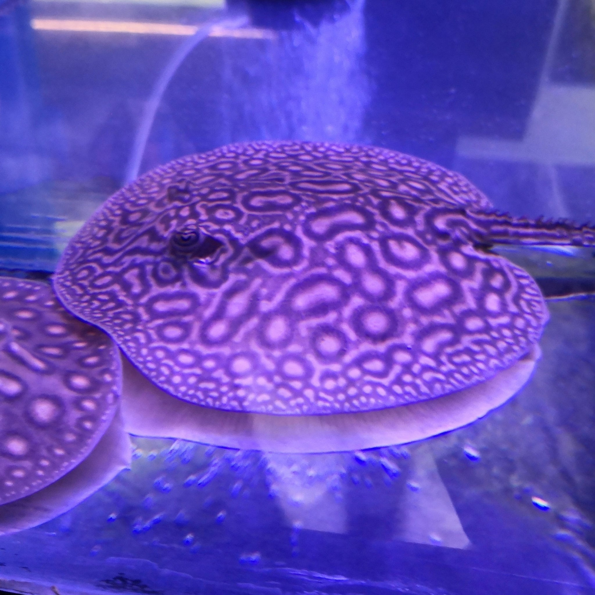 Pearl Stingray – Mississauga Aquarium