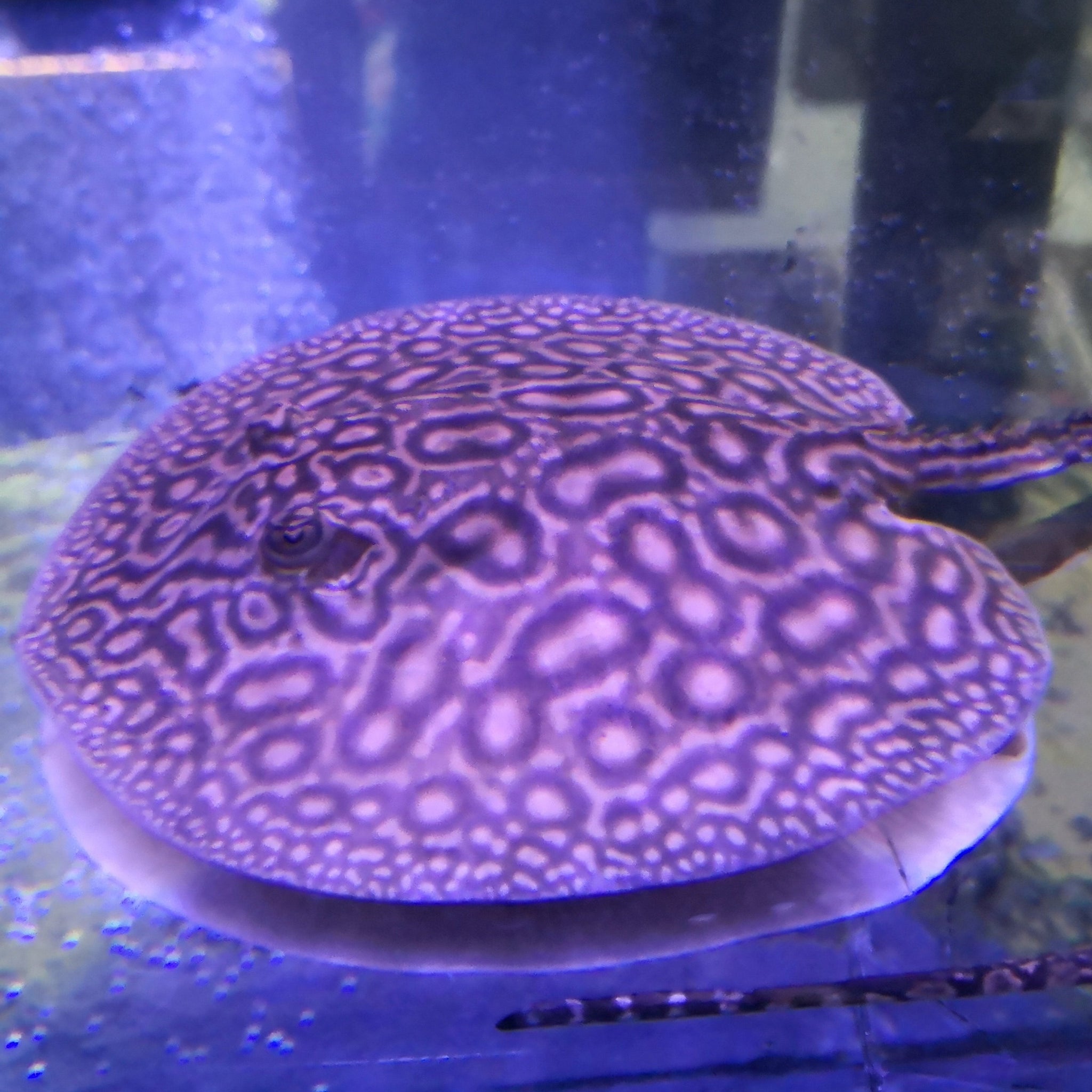 Pearl Stingray – Mississauga Aquarium