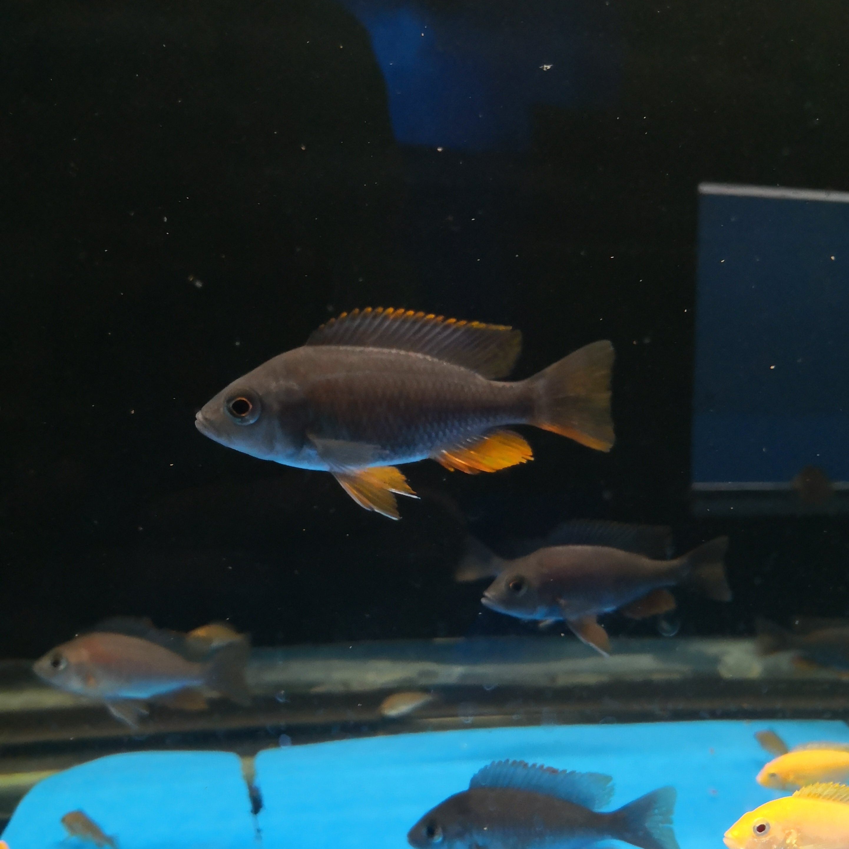 Red Fin Borleyi Cichlid – Mississauga Aquarium