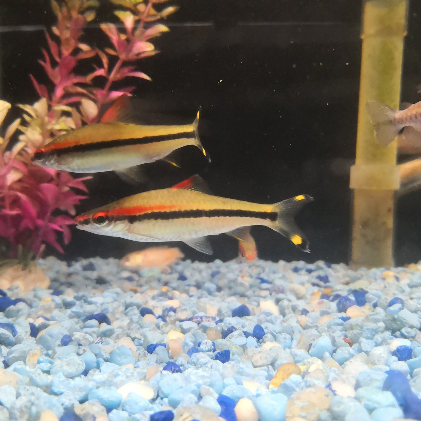 Roseline Shark – Mississauga Aquarium