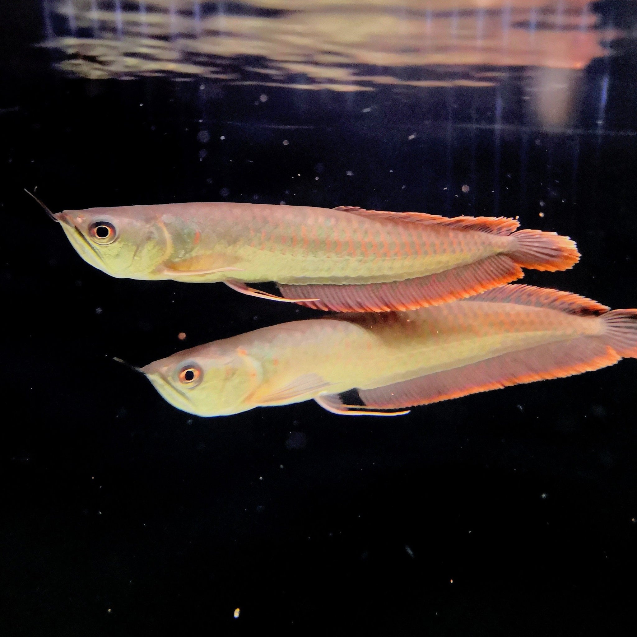 Silver Arowana – Mississauga Aquarium