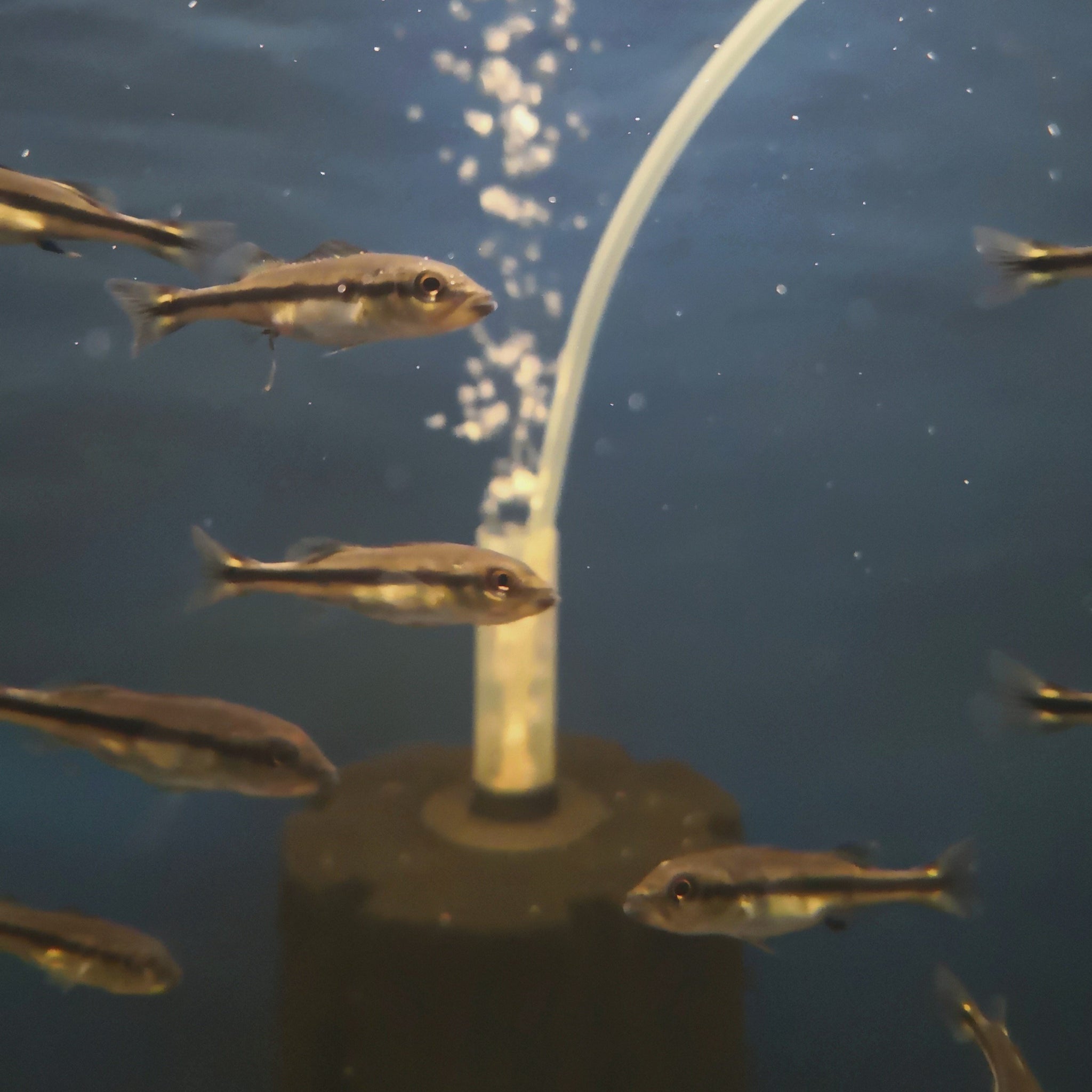 Temensis Peacock Bass – Mississauga Aquarium