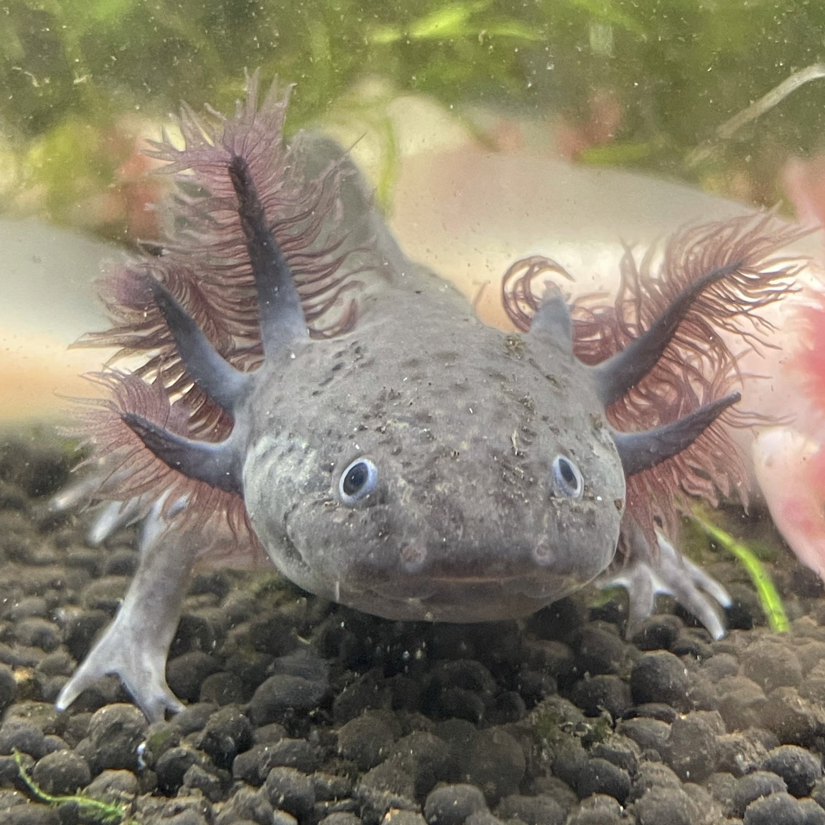 Black Melanoid Axolotl For Sale - Mississauga Aquarium
