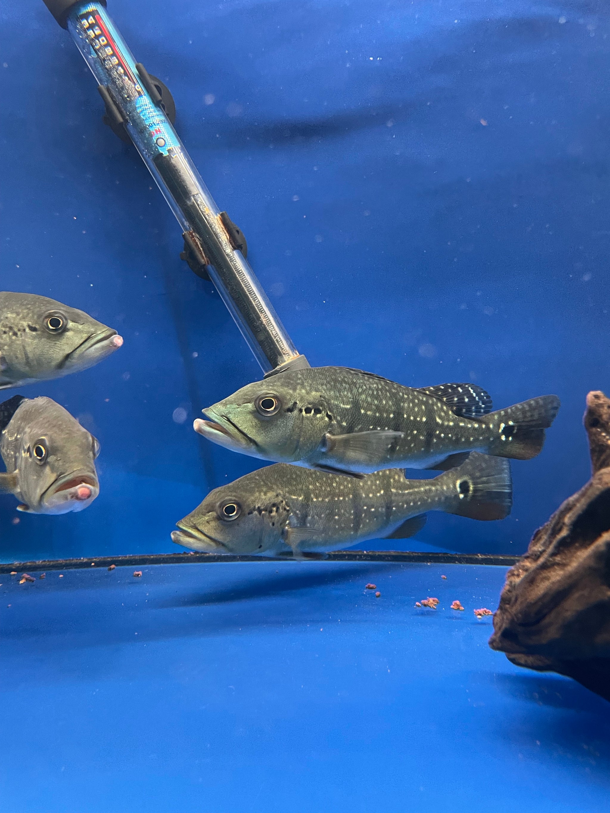 Temensis Peacock Bass – Mississauga Aquarium
