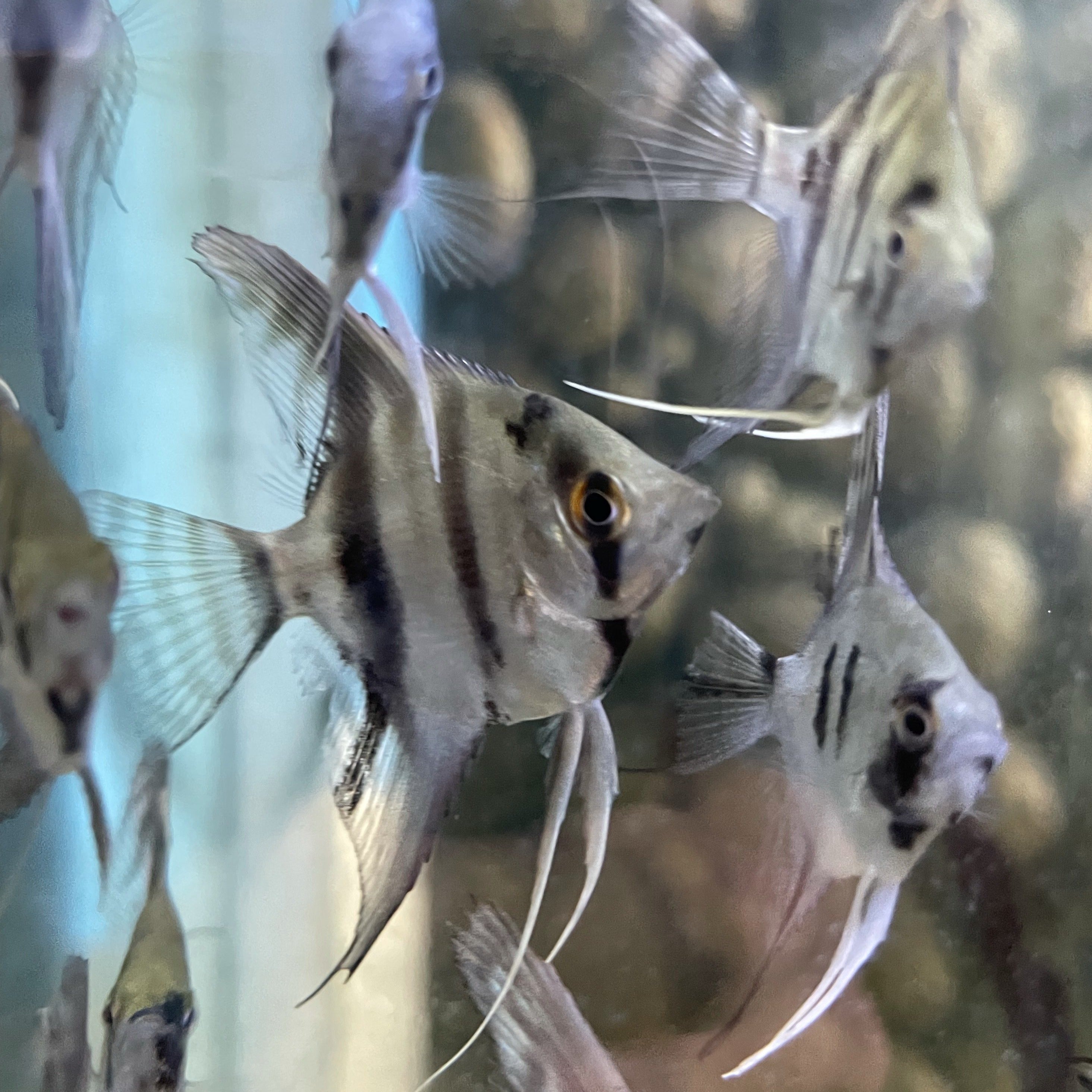 Angelfish - Mississauga Aquarium
