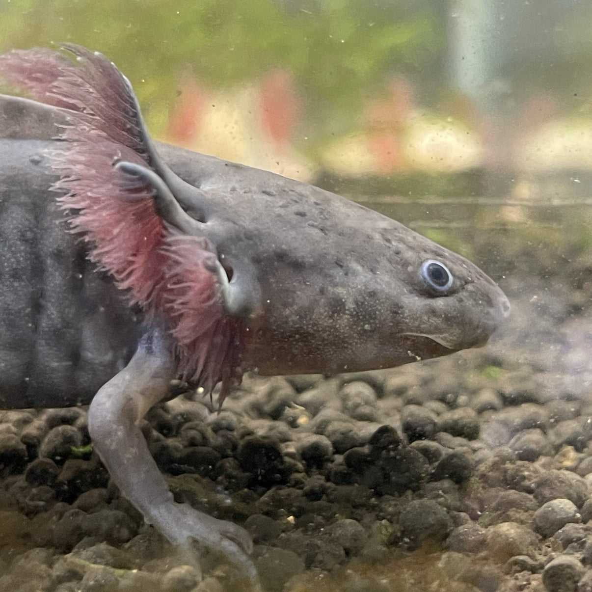 Black Melanoid Axolotl For Sale - Mississauga Aquarium