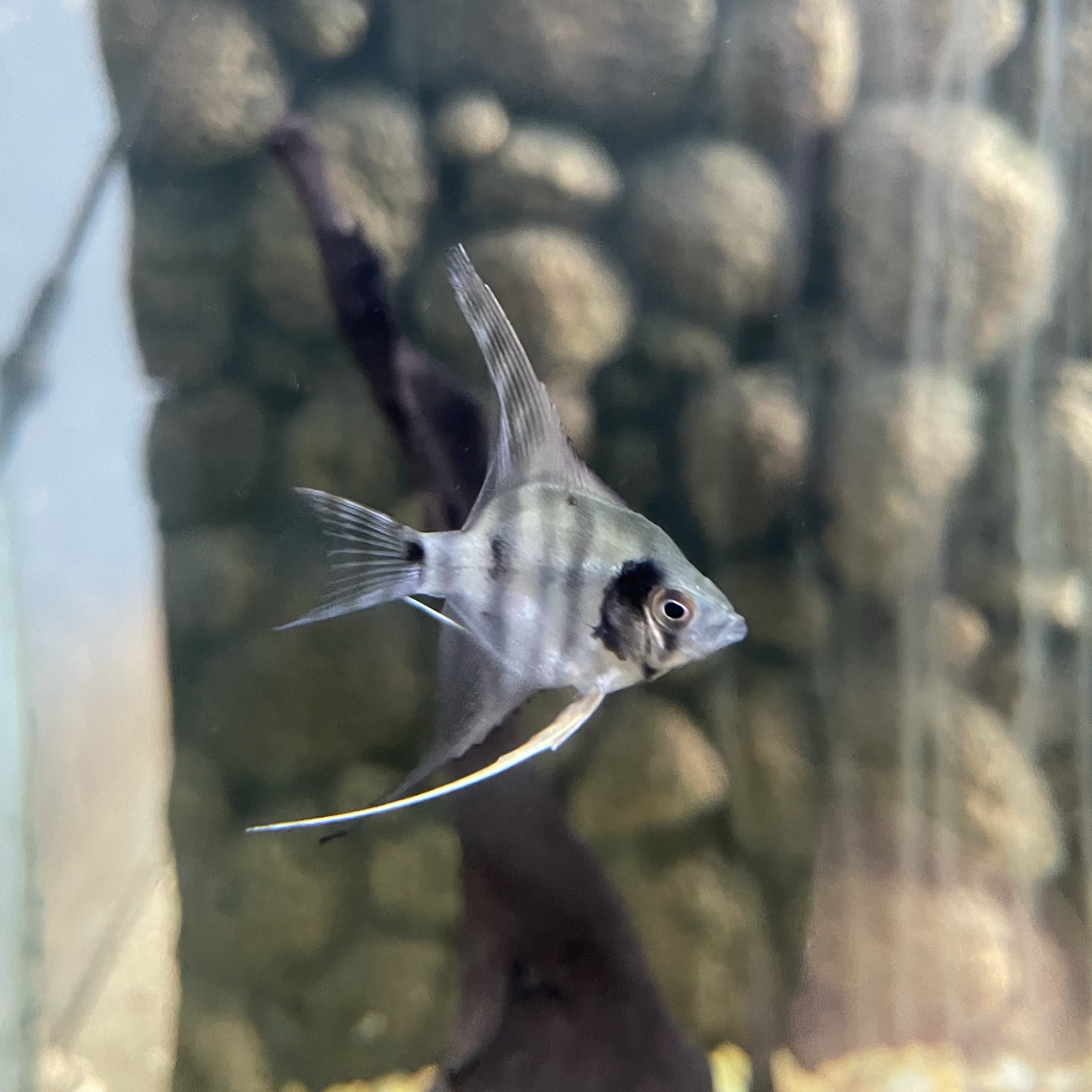 Angelfish - Mississauga Aquarium